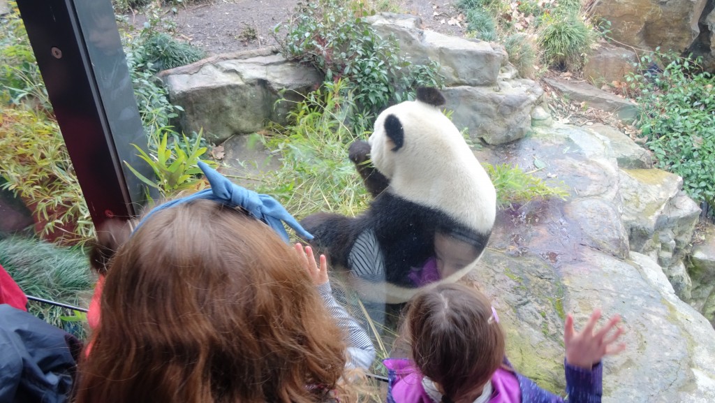 Zoo Snooze Camp – The Panda Adventure. – Baldock & Paparella Class Blog
